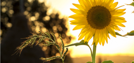 Sastav o zimi | Najlepsi sastavi iz srpskog jezika