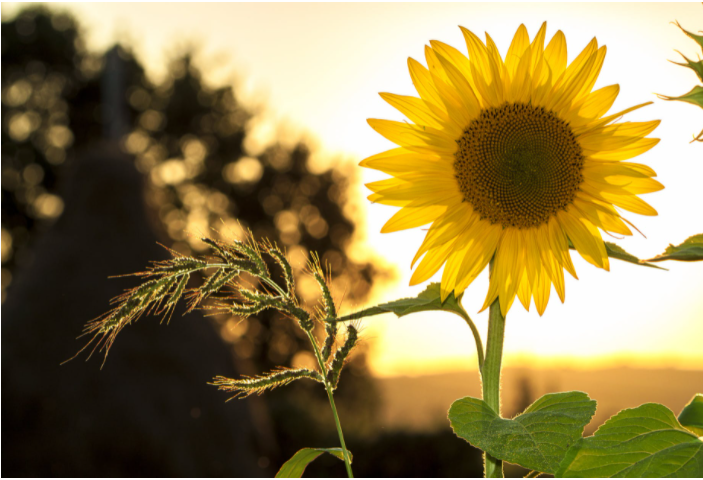 Letnji raspust – sastav | Najlepsi sastavi iz srpskog jezika